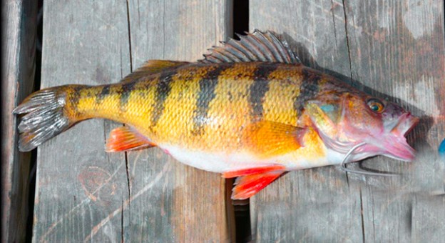 Perch are biting – Michigan Fishing Report